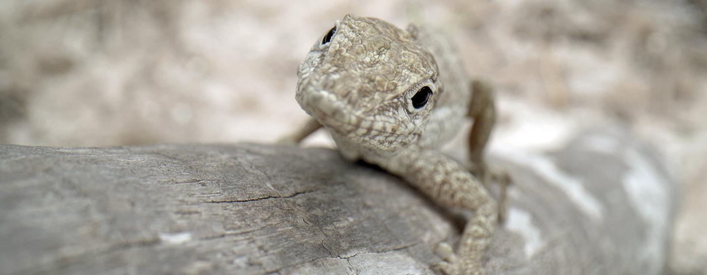 Evolution Earth | PBS Western Reserve